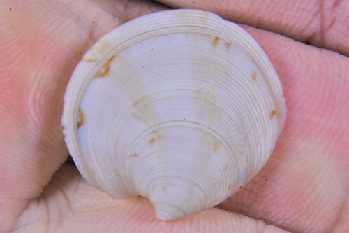 Rayed Artemis (Dosinia exoleta) · MINKA