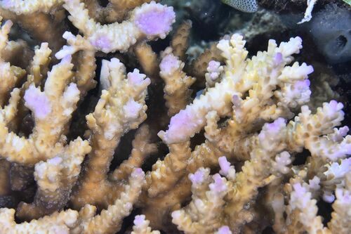 Table (Genus Acropora) · MINKA