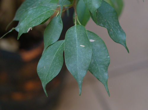 Mulberry And Fig Family (Family Moraceae) · MINKA