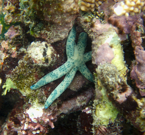 Genus Linckia · MINKA