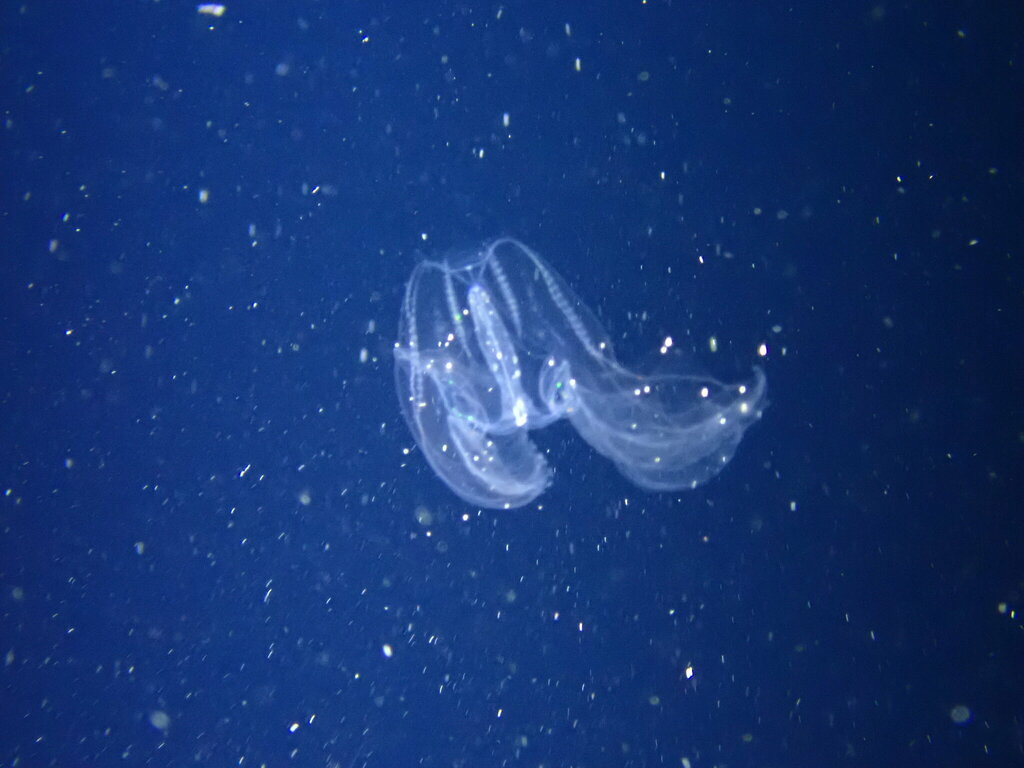 Bolinopsidae from San Nicola di Tremiti, Province of Foggia, Italy on ...