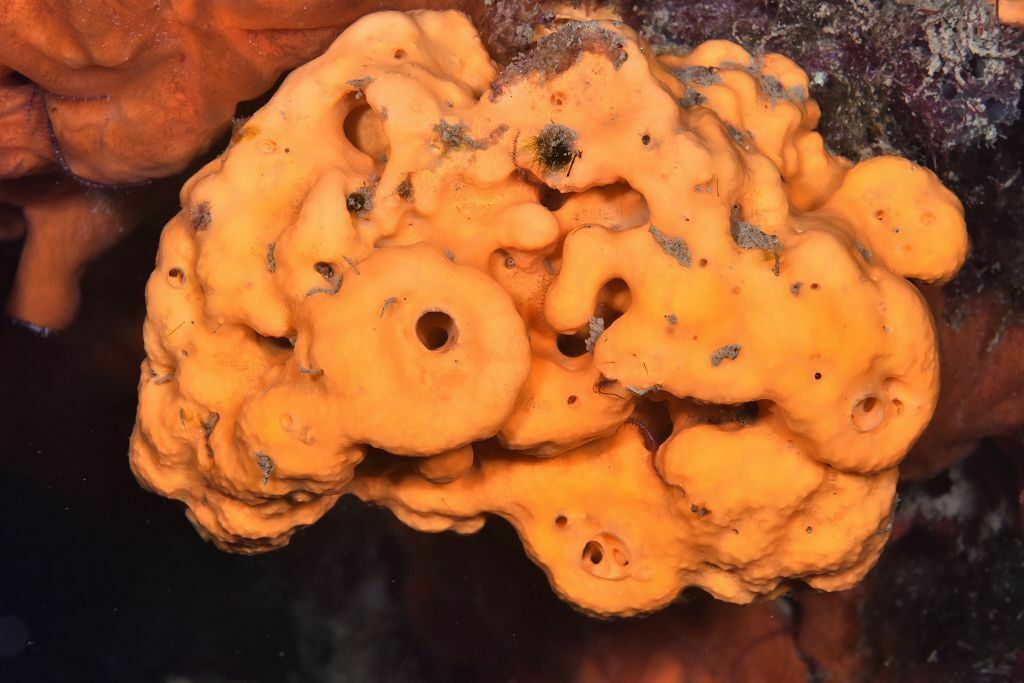 Orange Crater Sponge from Spain on July 10, 2021 by xavi salvador costa ...
