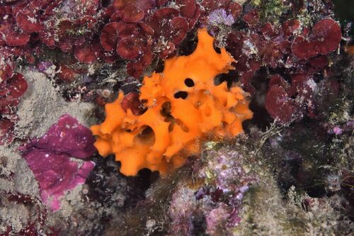 Orange Lumpy Sponge (Acanthella acuta) · MINKA