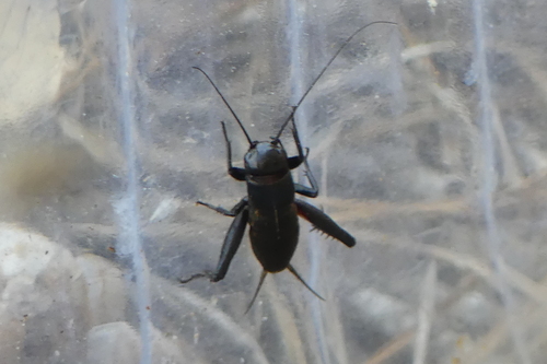 Genus Gryllus · MINKA