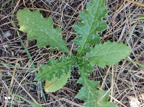 Italian Thistle (Carduus pycnocephalus) · MINKA