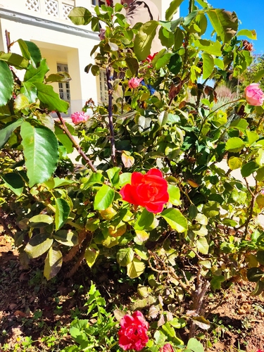 Rose (Rosa indica) · MINKA