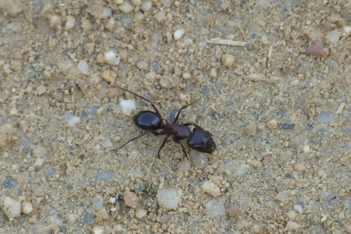 cornfield and citronella ants (Genus Lasius) · MINKA