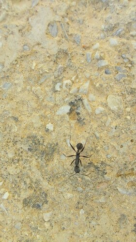 Tennessee Collared Ant (Genus Aphaenogaster) · MINKA