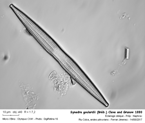 Genus Synedra · MINKA