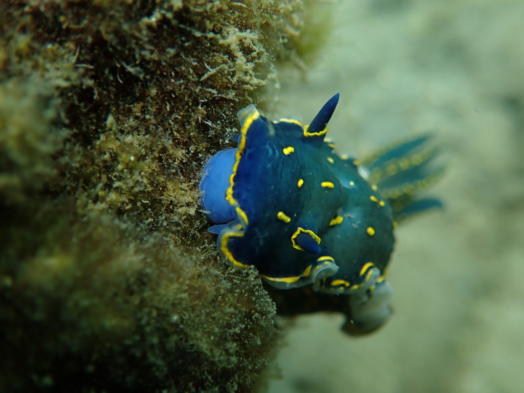 Regal Sea Goddess from Zona de Banys, Forum, Spain on August 29, 2022 at 10:29 AM by j_simic ...