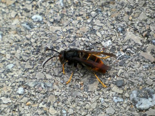 Photo 123285, (c) mediambient_ajelprat, some rights reserved (CC BY-NC) · MINKA