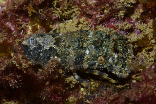 Slipper Lobsters (Family Scyllaridae) · MINKA