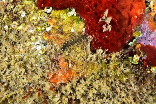 Scaleworms (Family Polynoidae) · MINKA