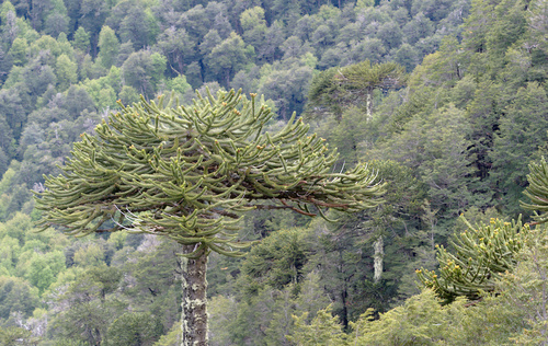 Araucarias (Genus Araucaria) · MINKA