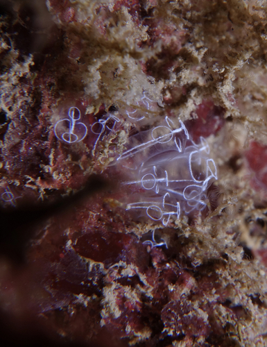 Family Clavelinidae · MINKA