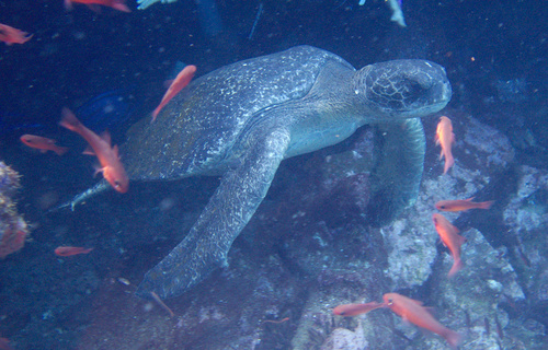 Green Sea Turtles (Genus Chelonia) · MINKA