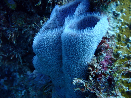 Genus Niphates · MINKA