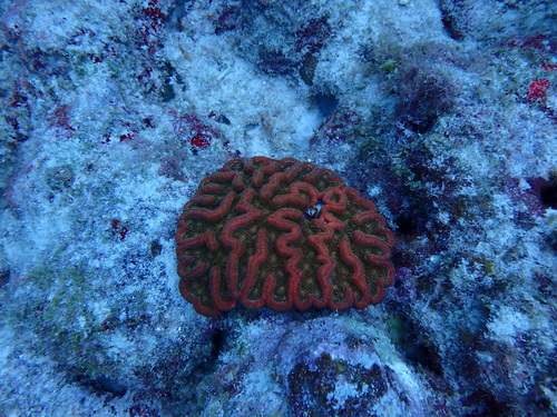 Genus Mycetophyllia · MINKA