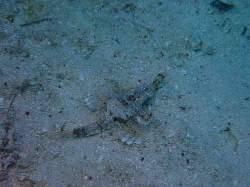 Order Gasterosteiformes · MINKA