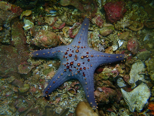 Pentaceraster sibogae · MINKA