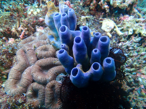 Amphimedon queenslandica · MINKA