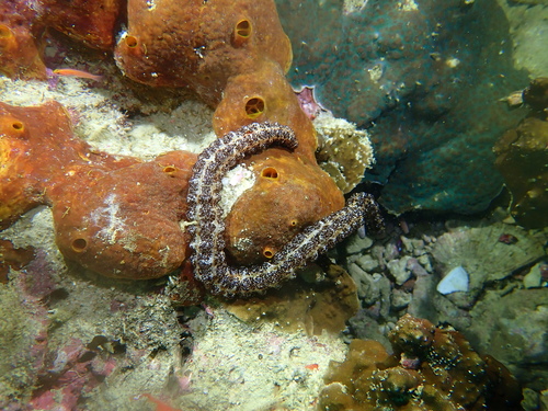 Genus Synapta · MINKA