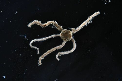 Amphiura filiformis · MINKA