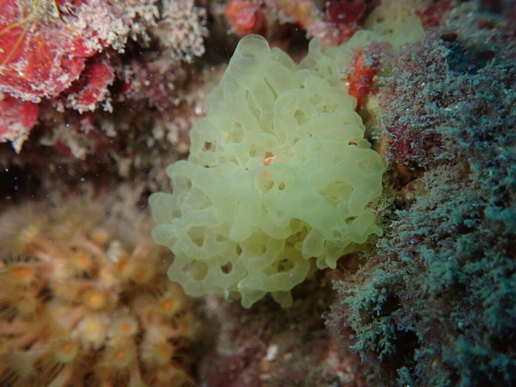 Clathrina clathrus on November 27, 2022 at 10:04 AM by Óscar Comellas Garcia · MINKA