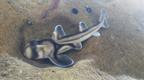 Bullhead Sharks (Order Heterodontiformes) · MINKA