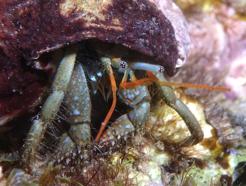 Left-handed Hermit Crabs (Family Diogenidae) · MINKA