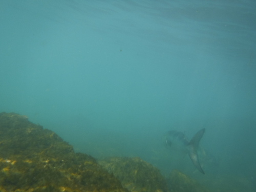 Bluefishes (Family Pomatomidae) · MINKA