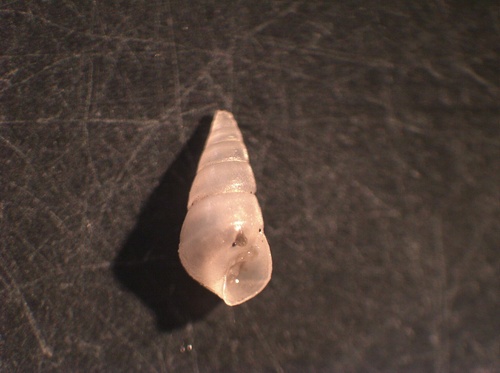 Genus Odostomia Minka