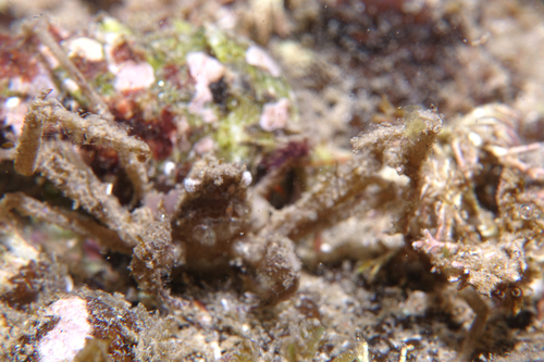 Leach's spider crab (Inachus phalangium) · MINKA