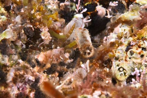 Champia parvula · MINKA