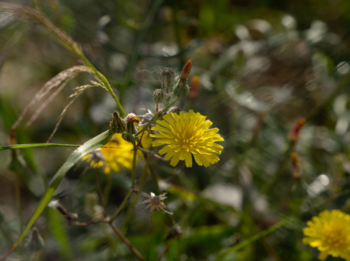 hawksbeards (Genus Crepis) · MINKA