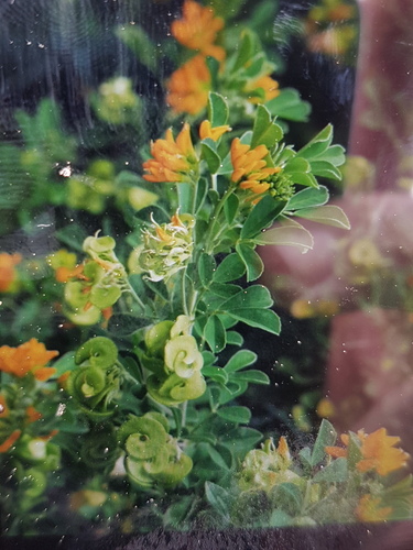 tree medick (Medicago arborea) · MINKA