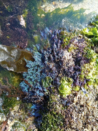 Chondria coerulescens · MINKA