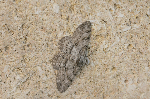 Citrus Looper (Ascotis selenaria) · MINKA
