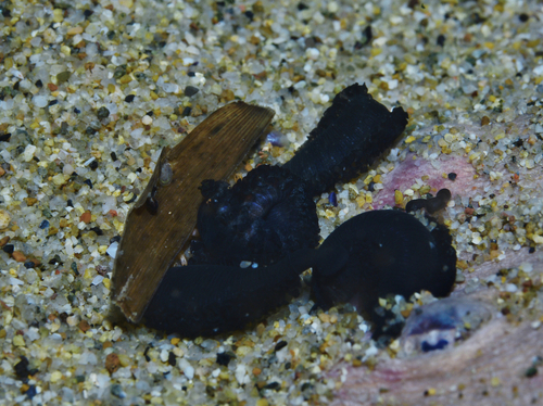 Jawless Leeches (Order Rhynchobdellida) · MINKA