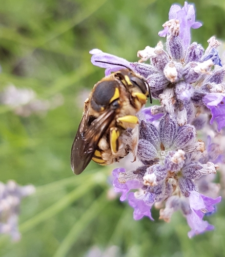 Carder Bees (Genus Anthidium) · MINKA