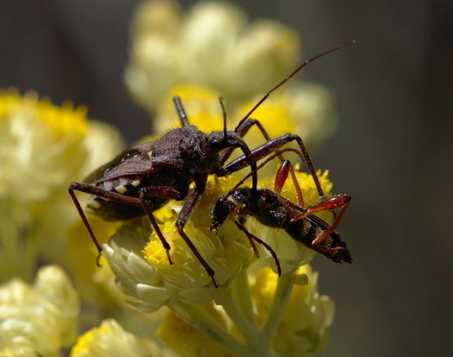 Flower Assassin Bugs (Genus Rhynocoris) · MINKA