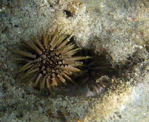 Oval Urchin (Echinometra mathaei) · MINKA