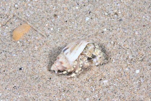 Tritia mutabilis · MINKA