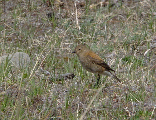 Austral Negrito (Lessonia rufa) · MINKA