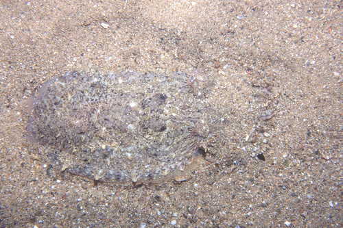 Cuttlefishes (Family Sepiidae) · MINKA