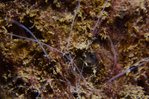 Fringed Blood Worm (Genus Polycirrus) · MINKA