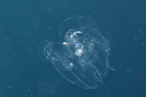 Common Northern Comb Jelly (Bolinopsis infundibulum) · MINKA
