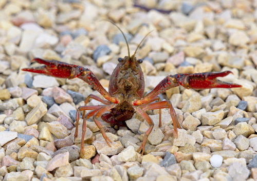 Red Swamp Crayfish (Procambarus clarkii) · MINKA