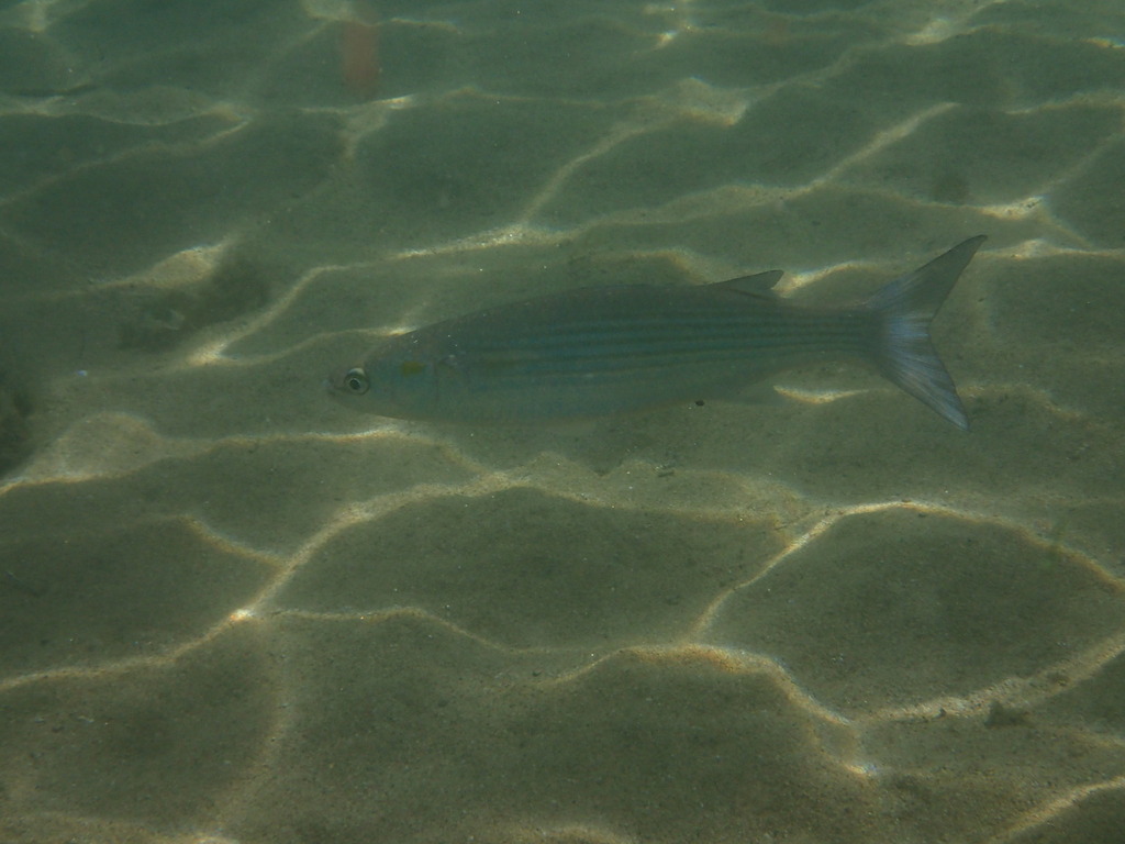 Golden grey mullet from Playa de San Sebastián, Barcelona, España on ...