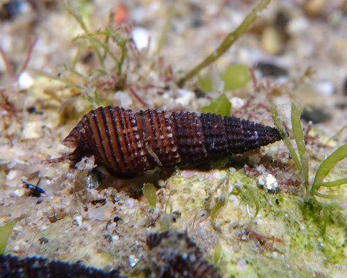 Small Needle-whelk (Bittium reticulatum) · MINKA
